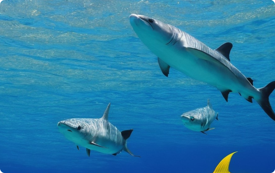 Aquatic Farmers Dashboard